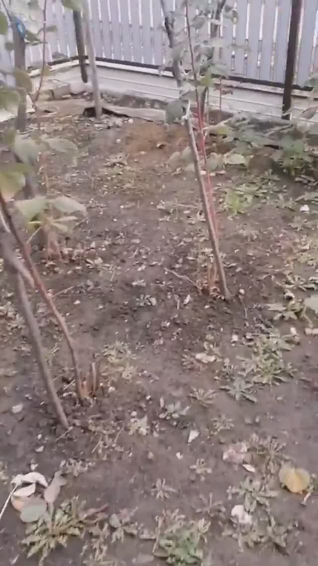 Осенняя  пересадки  малины. Увеличиваем малинник.