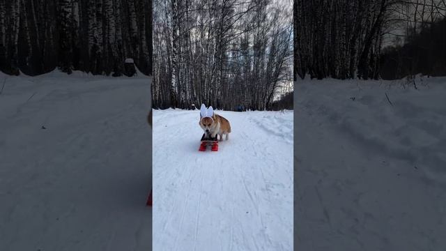 Корги на зимнем скейте❄️ #коржмарти #корги #коргинаскейте #юмор #corgi #dog #funny #animals