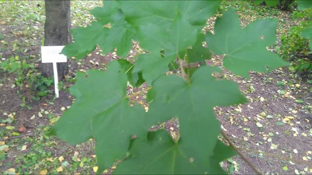 Прогулка по ботаническому саду Екатеринбурга