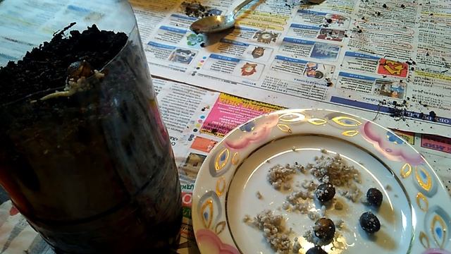 Как я посадить абрикос маньчжурский из косточки