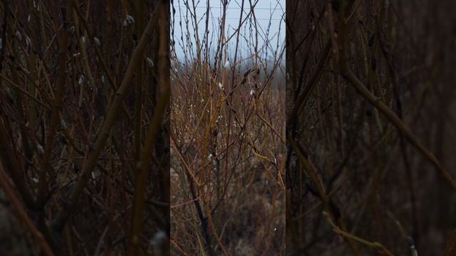 30.11.24 а АЗ #ниднябезрифмы