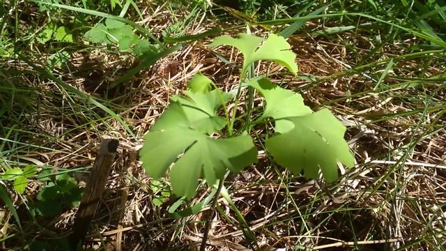 Гингко билоба двулопастный на Урале