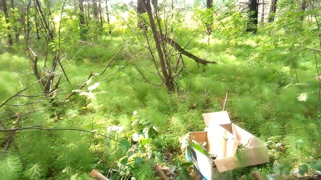 Июнь 2019 в родовом поместье Ве Лес на Урале