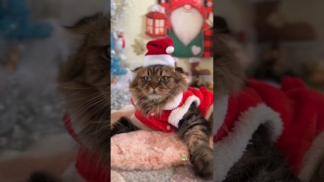 Загадывайте желание!😻✨ #котик #желание #кот