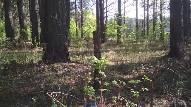 Сажаю кедры от Родного леса