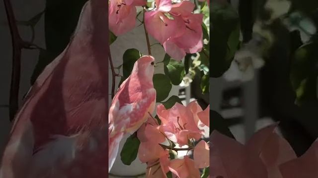 Вы могли не знать, но существуют розовые попугаи.