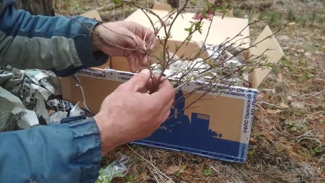 Получил посылку с редкими саженцами - Родовое поместье Ве Лес