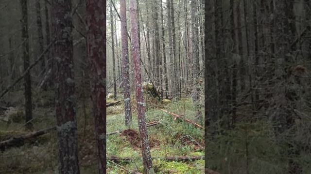 Рельса. Металлокоп.