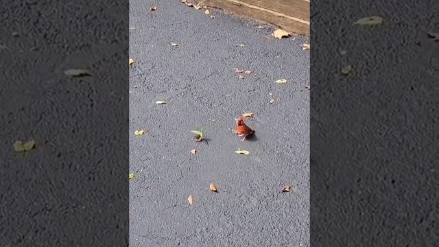 С учеником мастера Шифу так просто не справиться