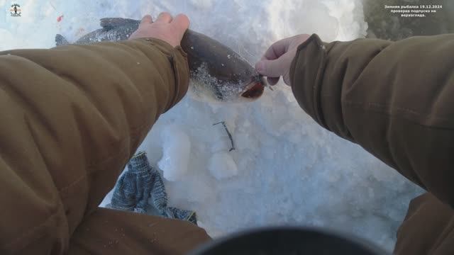 Зимняя рыбалка 19.12.2024 проверка подпусков на верхогляда.