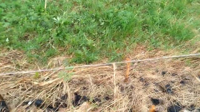 Холодный июнь в родовом поместье ВеЛес - экспериментальная посадка картофеля под мульчу