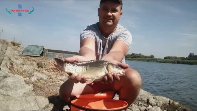 ВОДОЕМЫ ДОНБАССА: фильм 15 - "ГЛИНКИ": карп,карась плотва