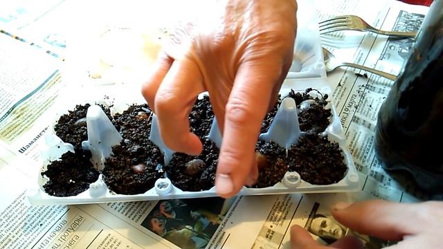 Как посадить дуб из желудя - дубы болотный и изменчивый