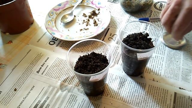 Гингко билоба двулопастный - стратификация семян и посадка