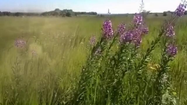 Ты одна такая. Композитор исполнитель Дмитрий Королев