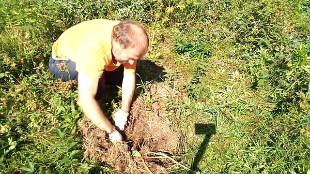 В конце августа - качели, матрас, картошка и пес