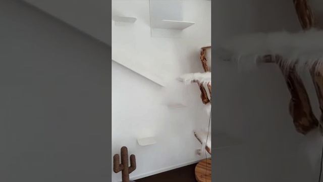 Когда коту плевать на твои ухаживания.