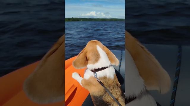 Главный штурман всегда на месте 😄