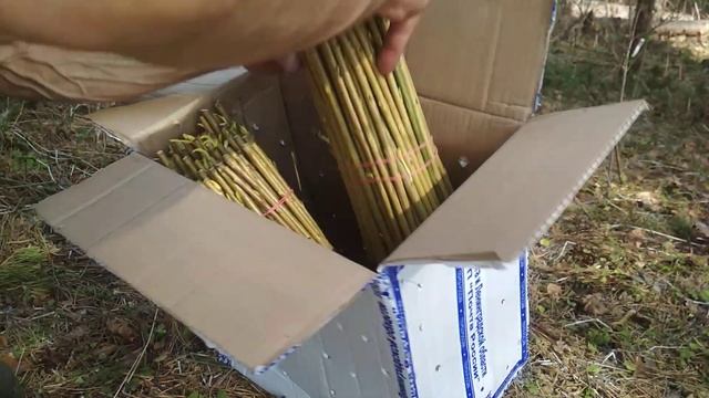 Литовская ива для лозоплетения черенки от Русской ивы