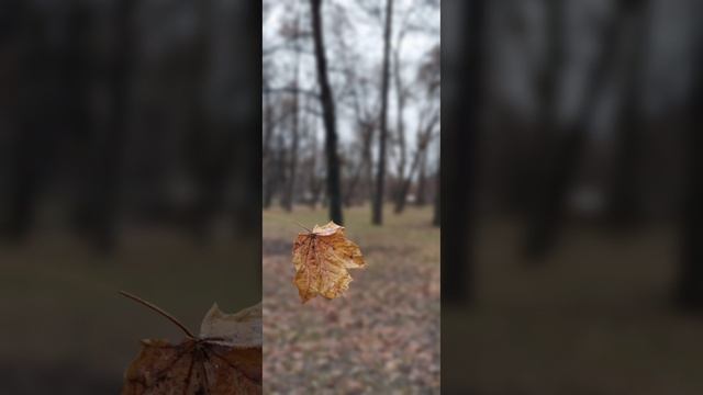 3.12.24 АЗ #ниднябезрифмы