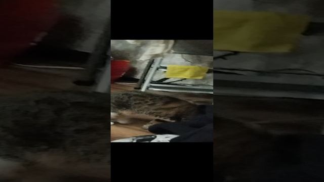 Удивительный кошачий взгляд