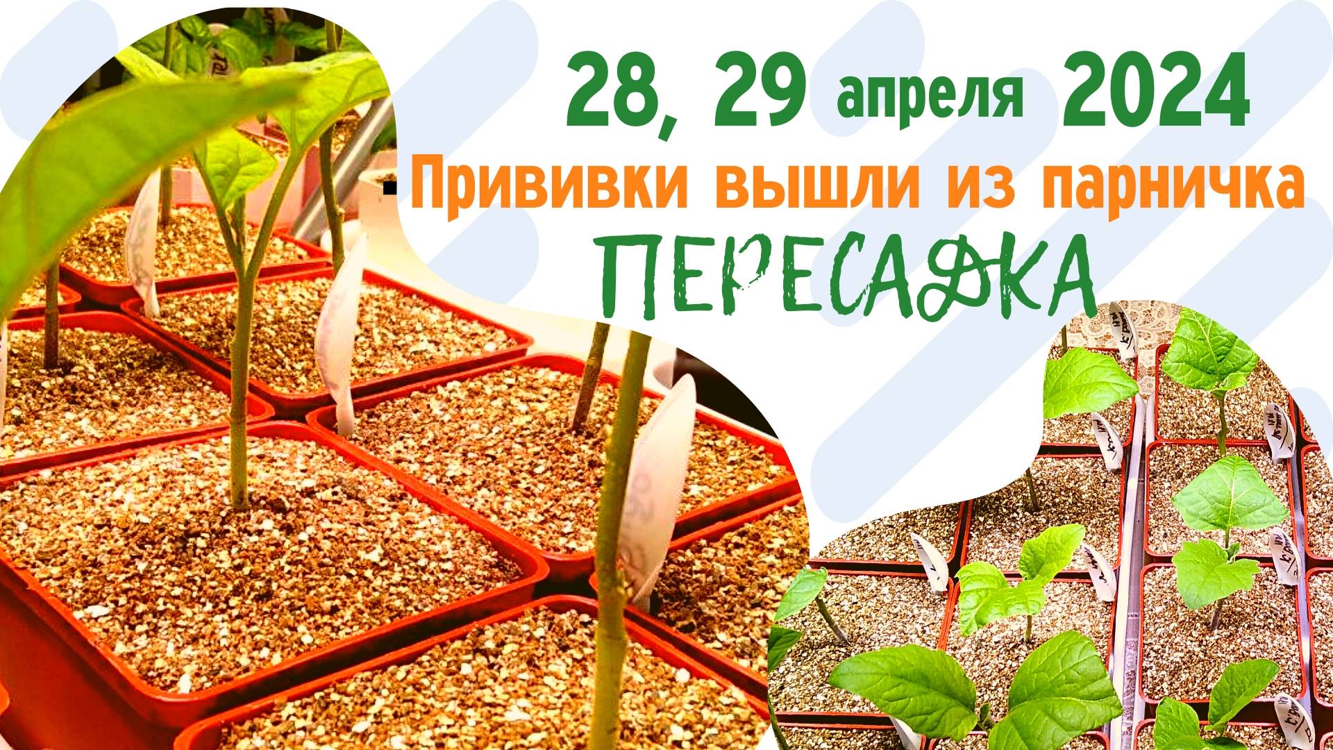 28,29 апреля 2024: ПРИВИТЫЕ БАКЛАЖАНЫ ВЫШЛИ ИЗ ПАРНИЧКА. ПЕРЕСАДКА