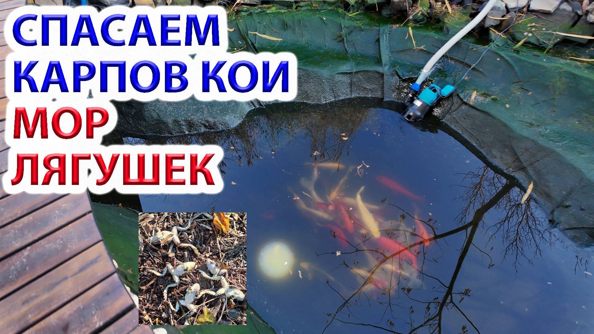 Спасаем карпов КОИ зимой. Массовый мор лягушек! Наша работа над ошибками.