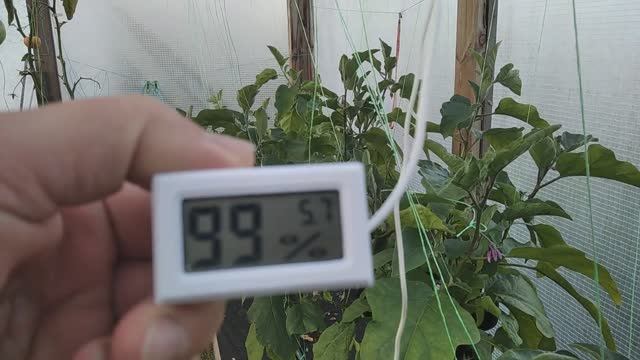 Высокая холодостойкость баклажанов на томатных корнях