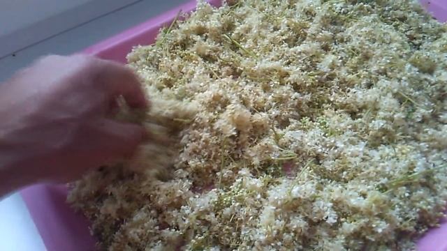 Таволга или лабазник - сбор и сушка цветов