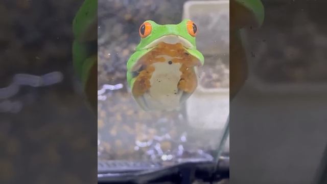 Как засыпает лягушка