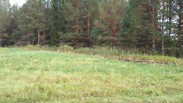 Яблони - 7 поездка в поместье