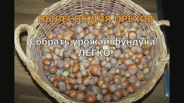 Уборка фундука