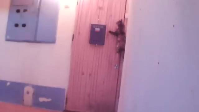 Кошка звонит в свою квартиру