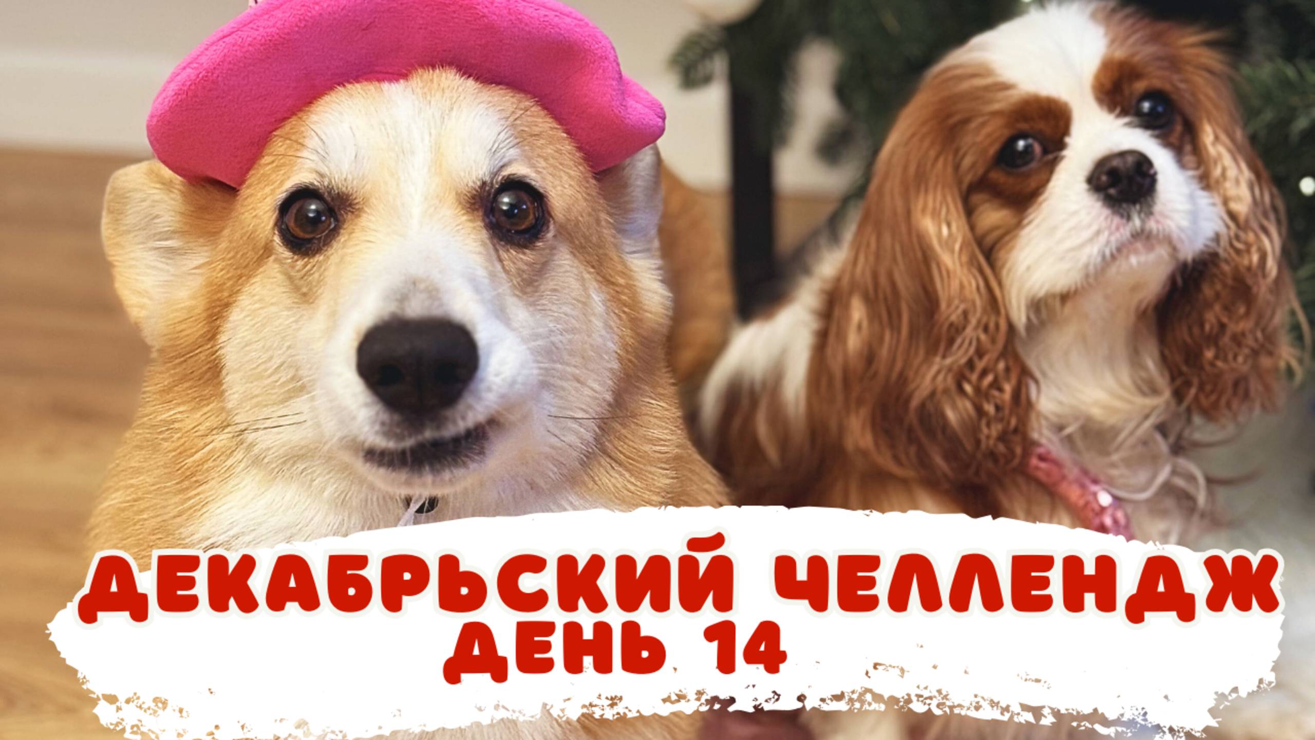 Декабрьские влоги: день рождения Лекси