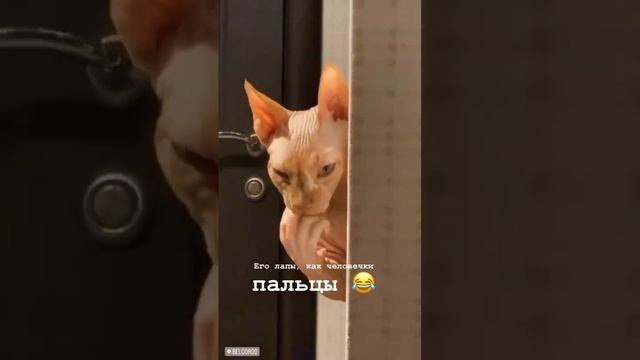 Полное видео на канале  #каналдлядетей #детскийканал #игрушкидлямальчиков #котсфинкс #игрыдлядетей