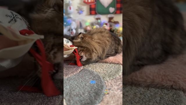 Вам понравился мой свитер?😻 #котик #самуэлькотик #подарок