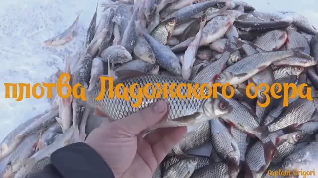 Плотва Ладожского озера, зимняя рыбалка