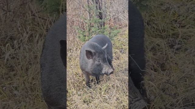 Дикий кабан у трассы или кто это. Краснокаменск