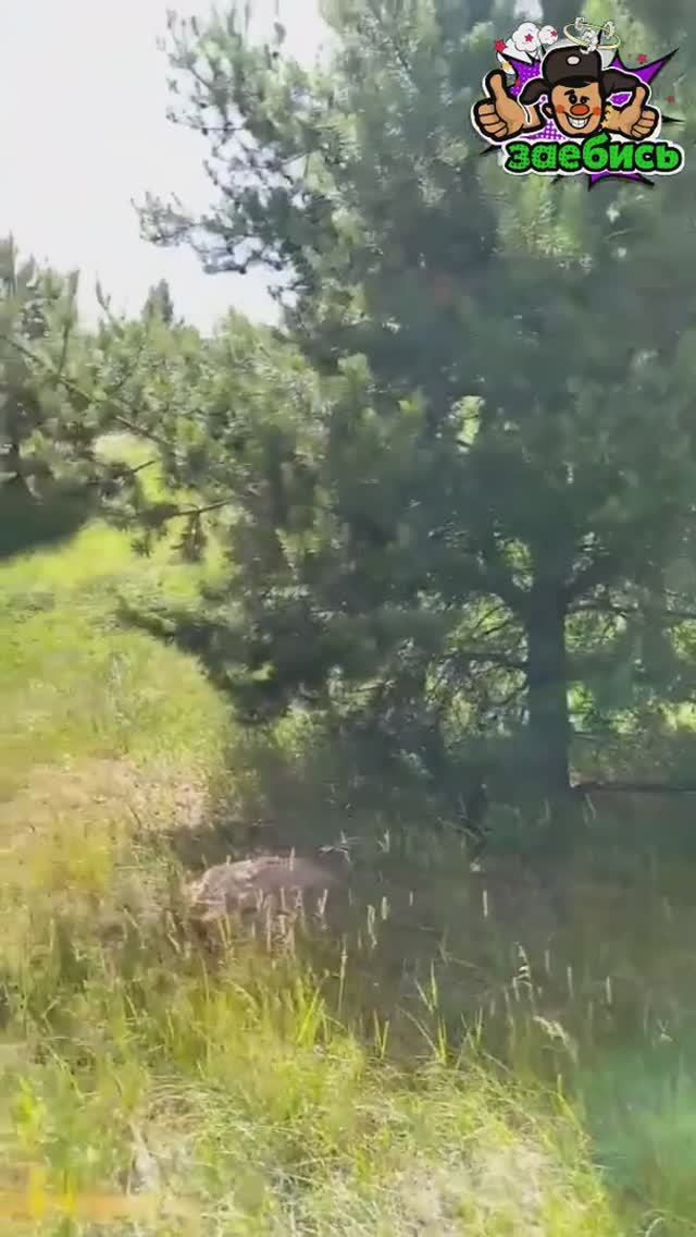 Прогулка на природе лучшее средство для уединения 💙💚🖤 (перезалив видео) 2⃣0⃣2⃣3⃣ год 24 июня.