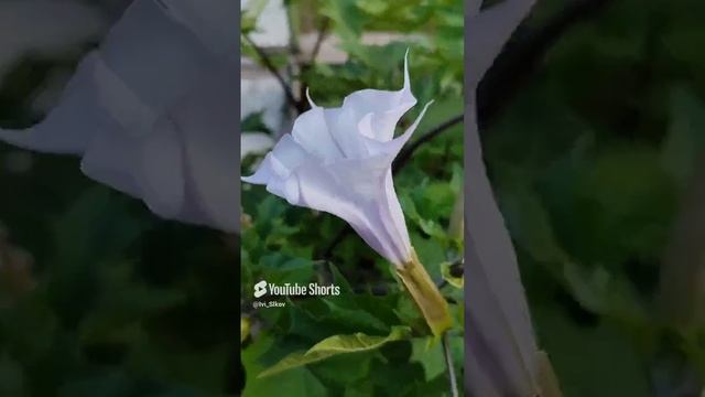 Дурман Трубадур