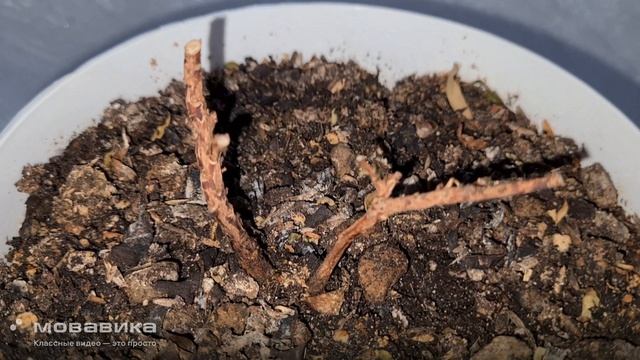 Персидский 16