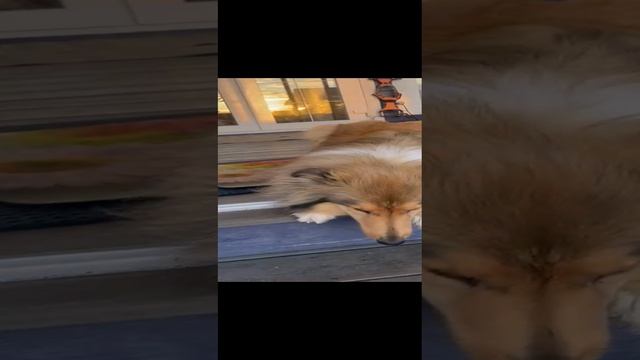 Валечка, ФР Валенсия Аланвилль, 1.5 года