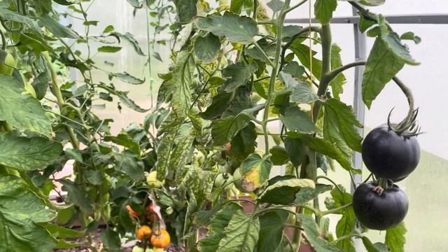 29 Июля 2023 года