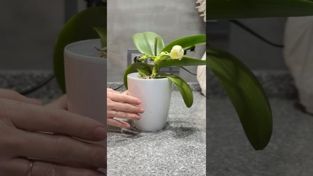 Даже самая простая беляночка, может быть красоткой