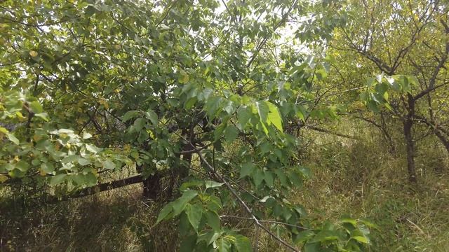 На старых заброшенных дачах. Собираем ягоды и фрукты