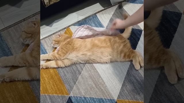 Супер кот !!!