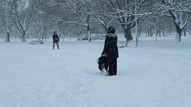 Вилли, 7 месяцев, послушание, декабрь 24 - 2