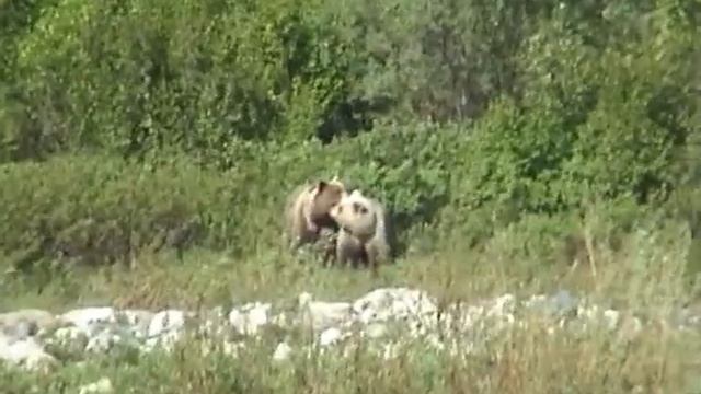 Медвежья свадьба