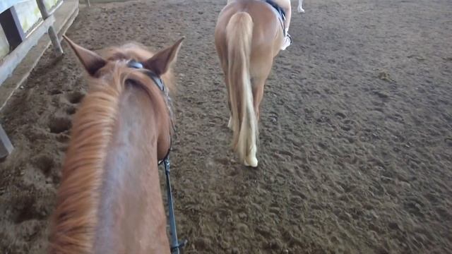 Рыжая лошадь. Верховая езда, лиса, собака самоед