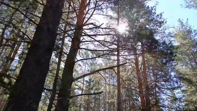 Набрали белых грибов в бору – Кулундинский заказник в 40км от нас. Щедрый Алтай запас грибов на зиму